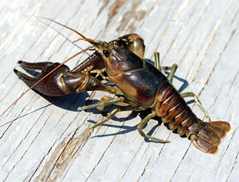 What's cooking? Three invasive species you can eat - The Weather Network