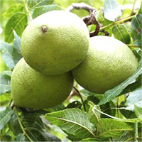 Black walnut | ontario.ca