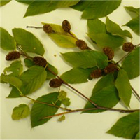 Cherry birch | ontario.ca