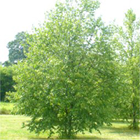 Cherry birch | ontario.ca