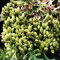 Eastern white cedar | ontario.ca