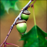 Chêne rouge | ontario.ca