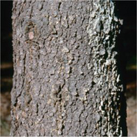 Red Spruce bark
