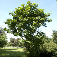 Striped maple | ontario.ca