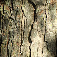 Swamp White Oak bark