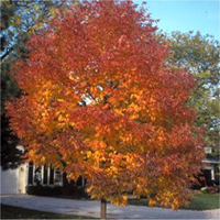 White ash | ontario.ca