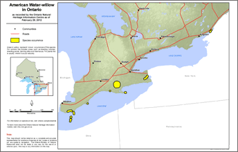 American water-willow | ontario.ca