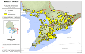 Milksnake | Ontario.ca