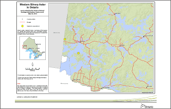 Western Silvery Aster | ontario.ca