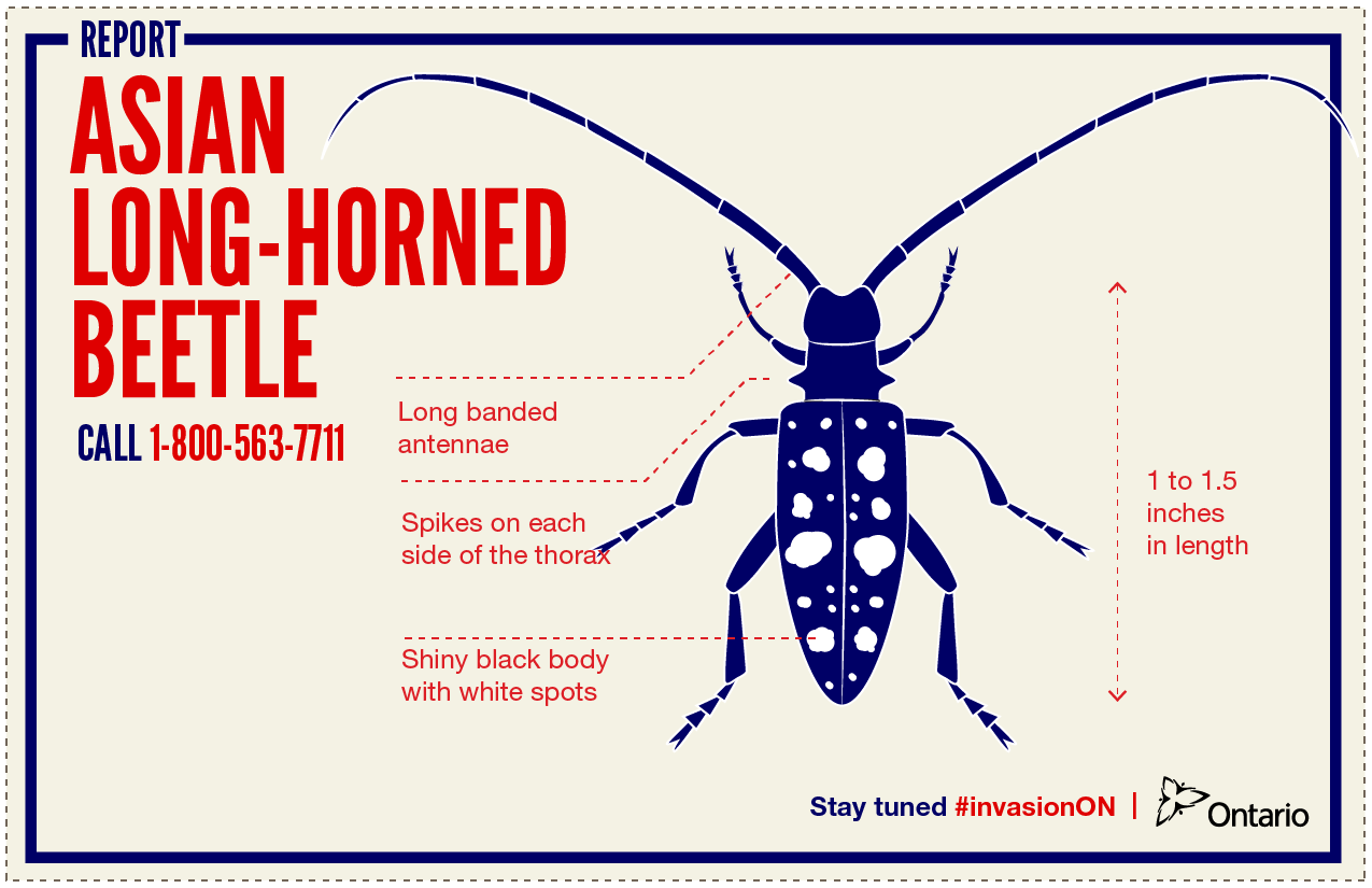 Asian long-horned beetle | Ontario.ca